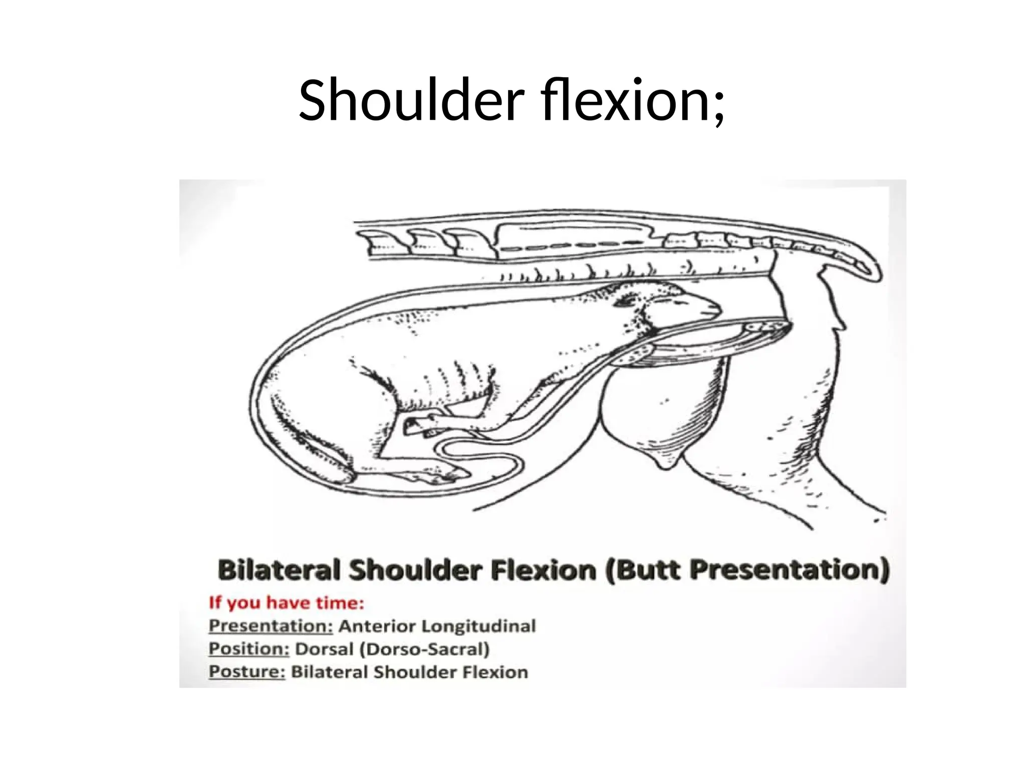 presentation,position,posture In Veterinary Obstetrics | PPTX