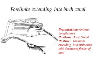 presentation,position,posture In Veterinary Obstetrics | PPTX