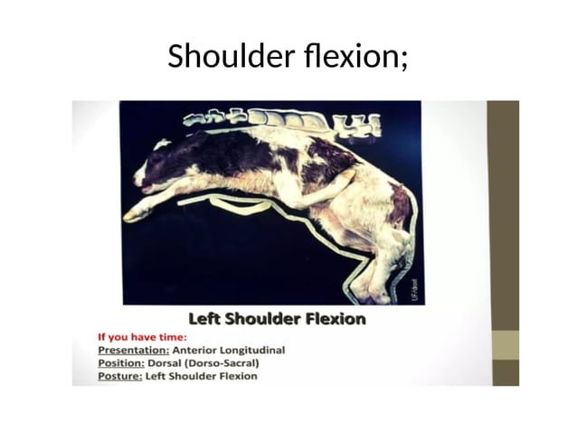 presentation,position,posture In Veterinary Obstetrics | PPTX