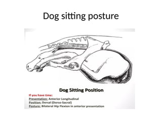 presentation,position,posture In Veterinary Obstetrics | PPTX