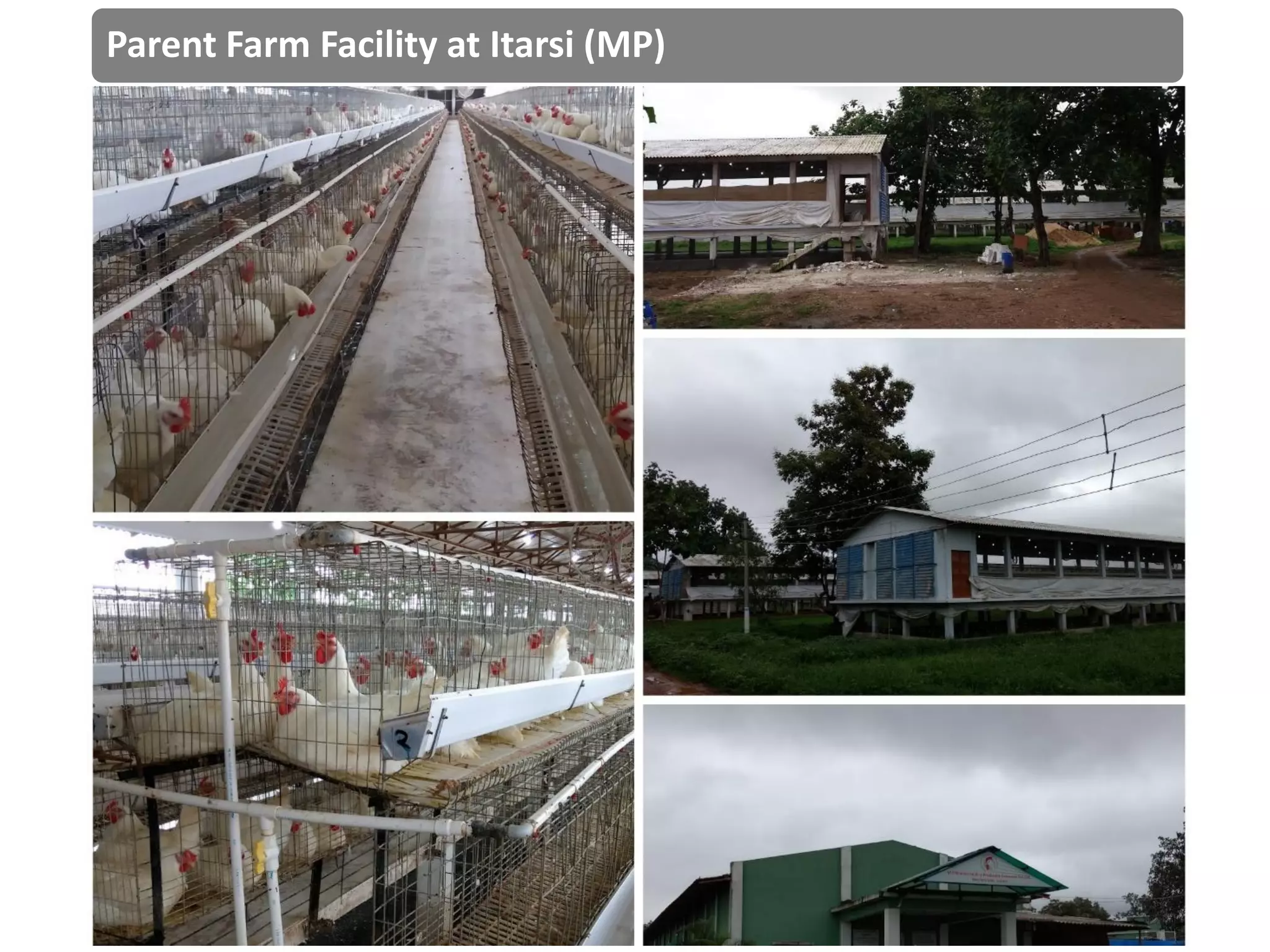 Presentation poultry project India | PDF