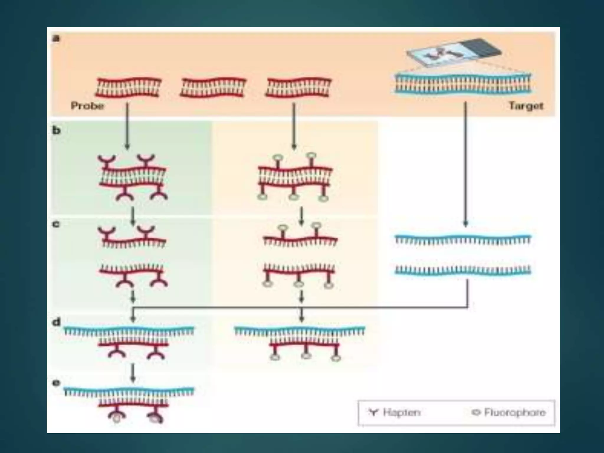 fish- Fluorescence in situ hybridization | PPTX