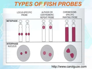 fish- Fluorescence in situ hybridization | PPTX