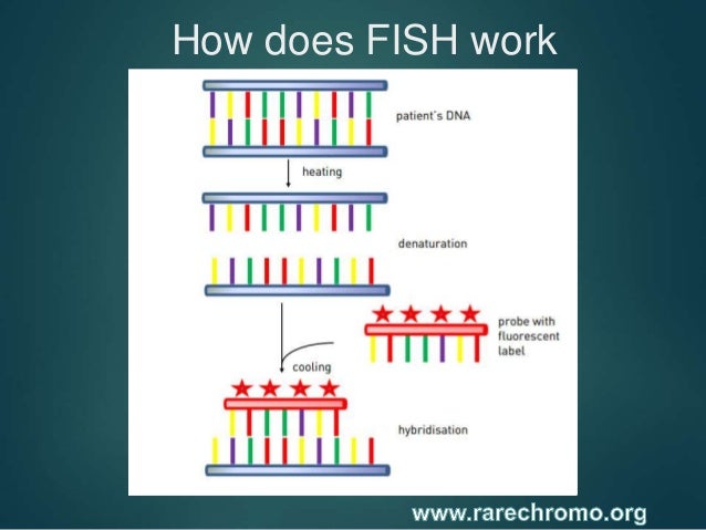 Fluorescent In Situ Hybridization Fish Assay Youtube