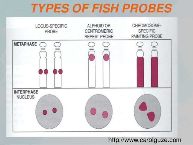 fish- Fluorescence in situ hybridization