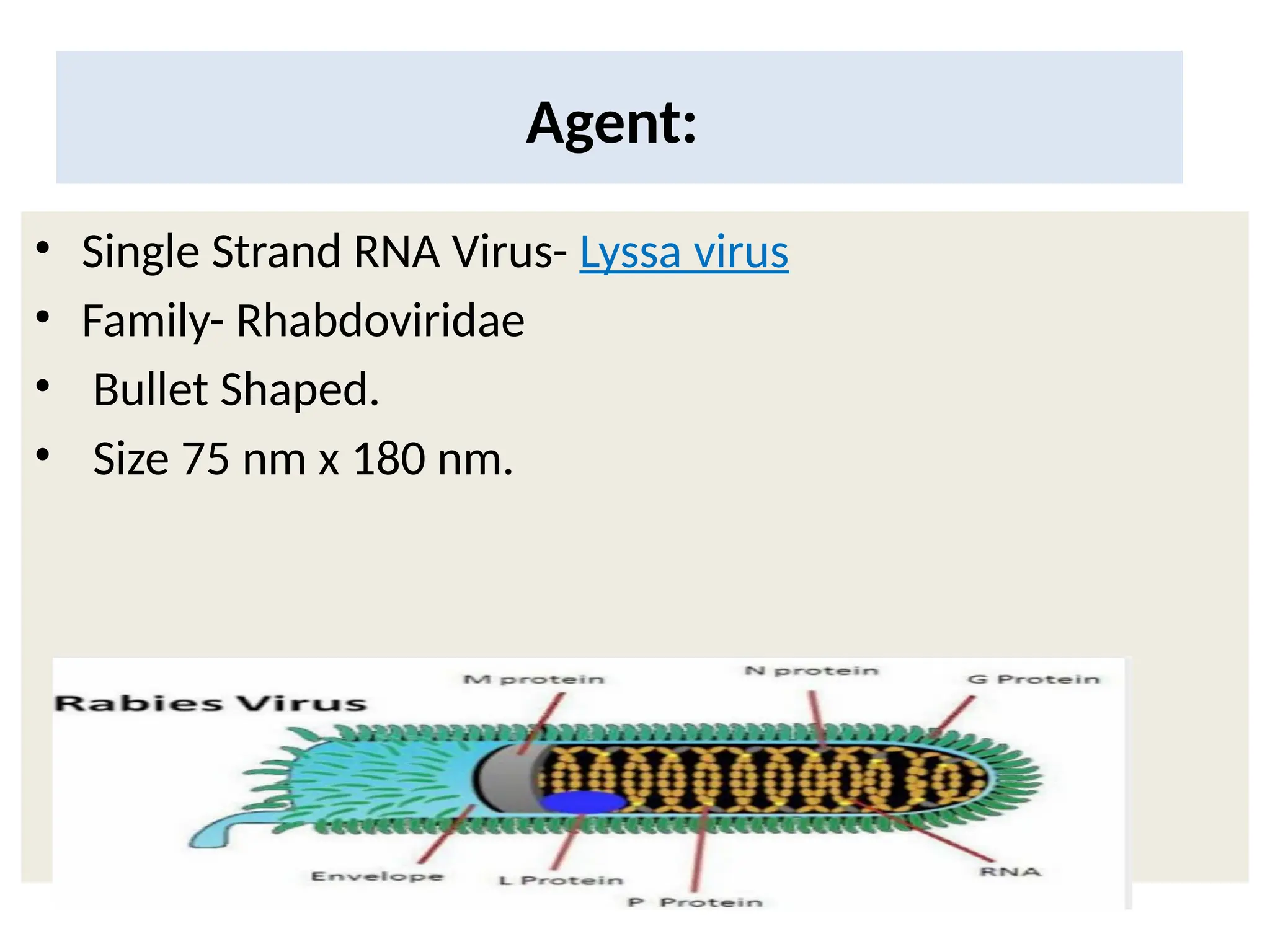 Presentation practice teaching rabies new ppt.pptx