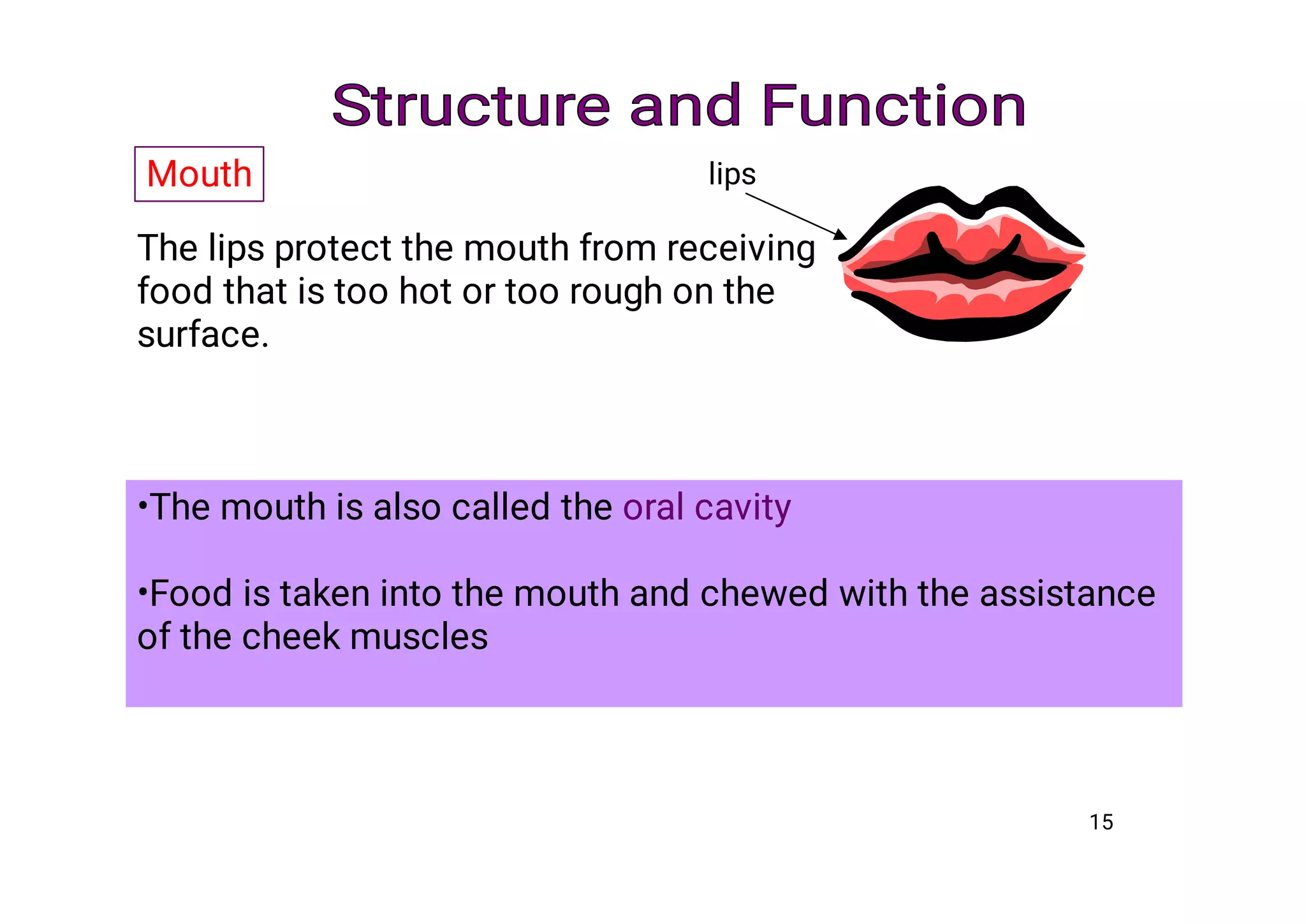 Medical terminology: digestive system | PDF