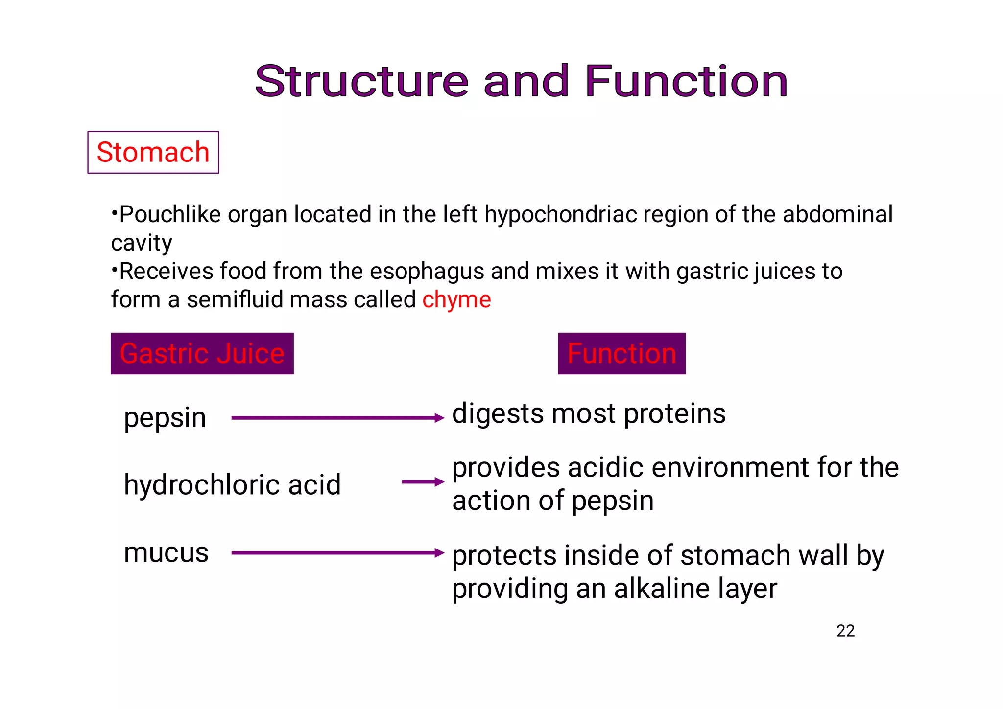 Medical terminology: digestive system | PDF