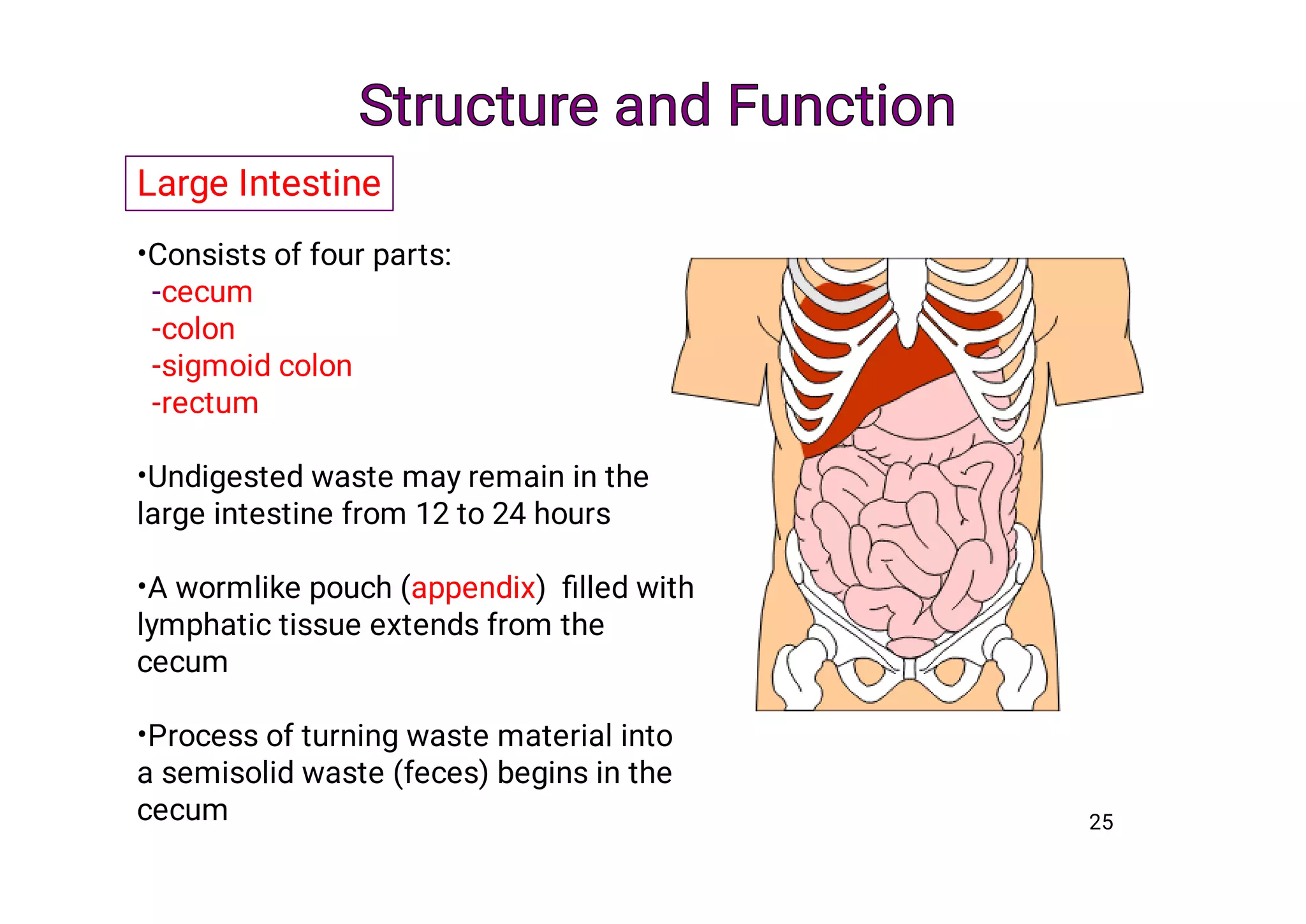 Medical terminology: digestive system | PDF