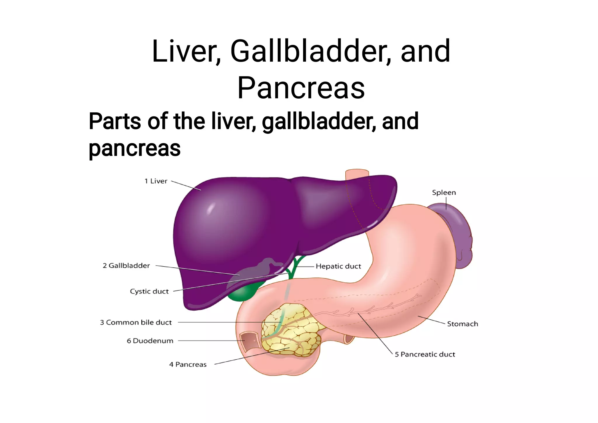 Medical terminology: digestive system | PDF