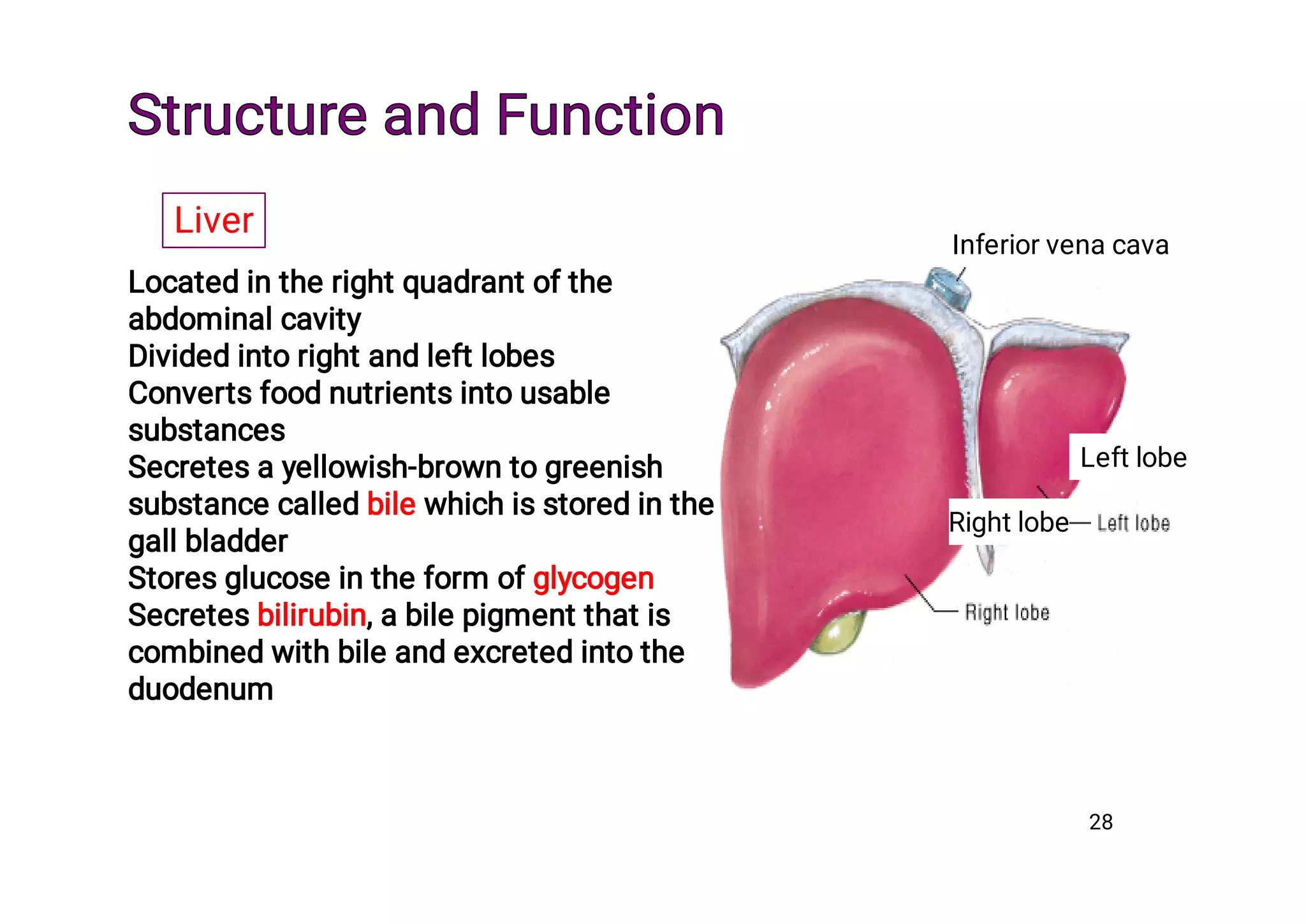 Medical terminology: digestive system | PDF