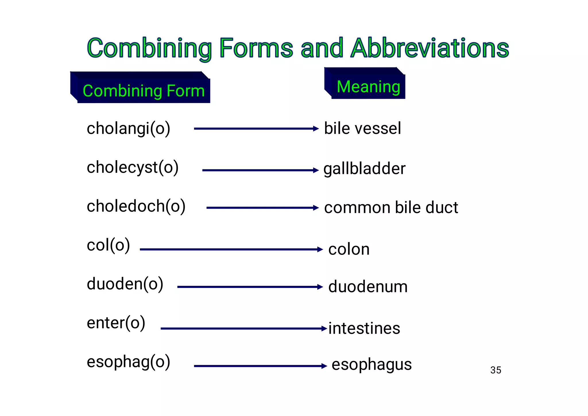 Medical terminology: digestive system | PDF
