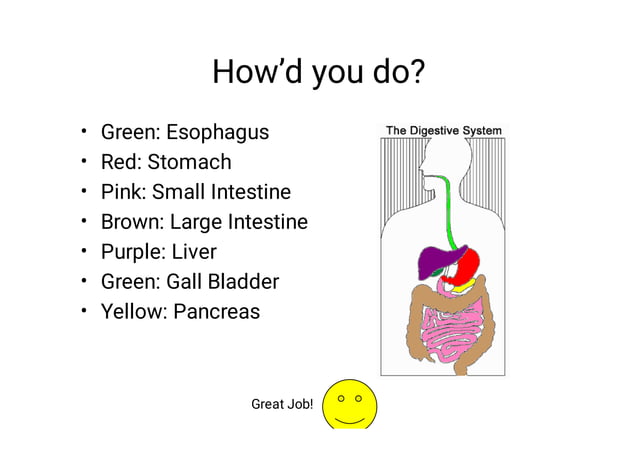 Medical terminology: digestive system | PDF
