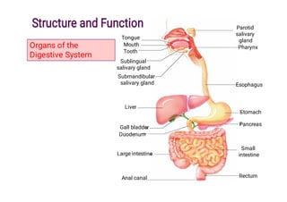 Medical terminology: digestive system | PDF