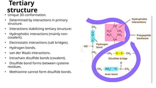 Presentation protein structure......by ARJUMAND, ALIGARH MUSLIM ...
