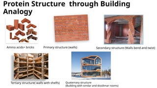 Presentation protein structure......by ARJUMAND, ALIGARH MUSLIM ...