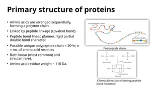 Presentation protein structure......by ARJUMAND, ALIGARH MUSLIM UNIVERSITY | PPT