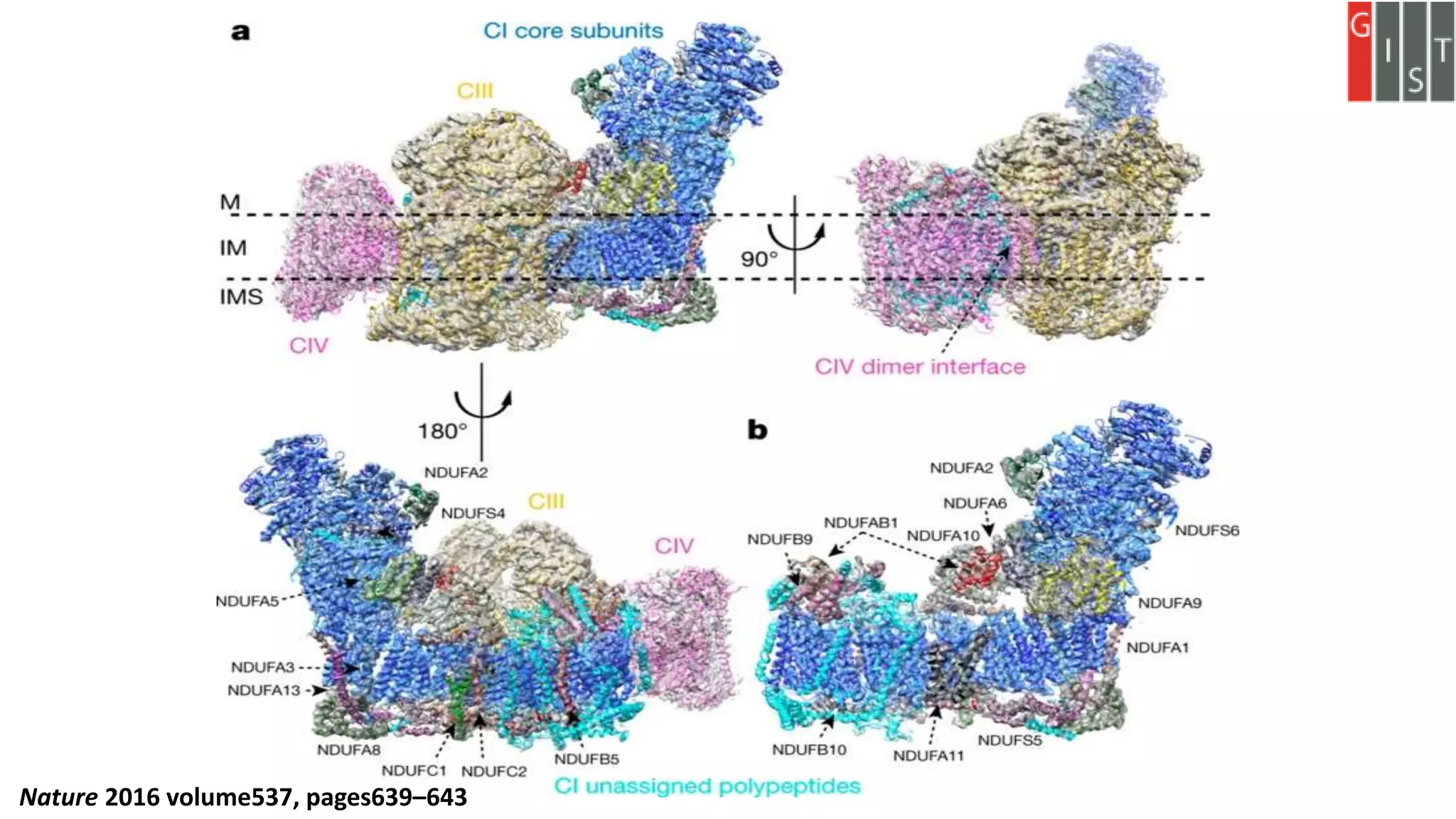 Mitochondrial Respiratory Complex | PPTX