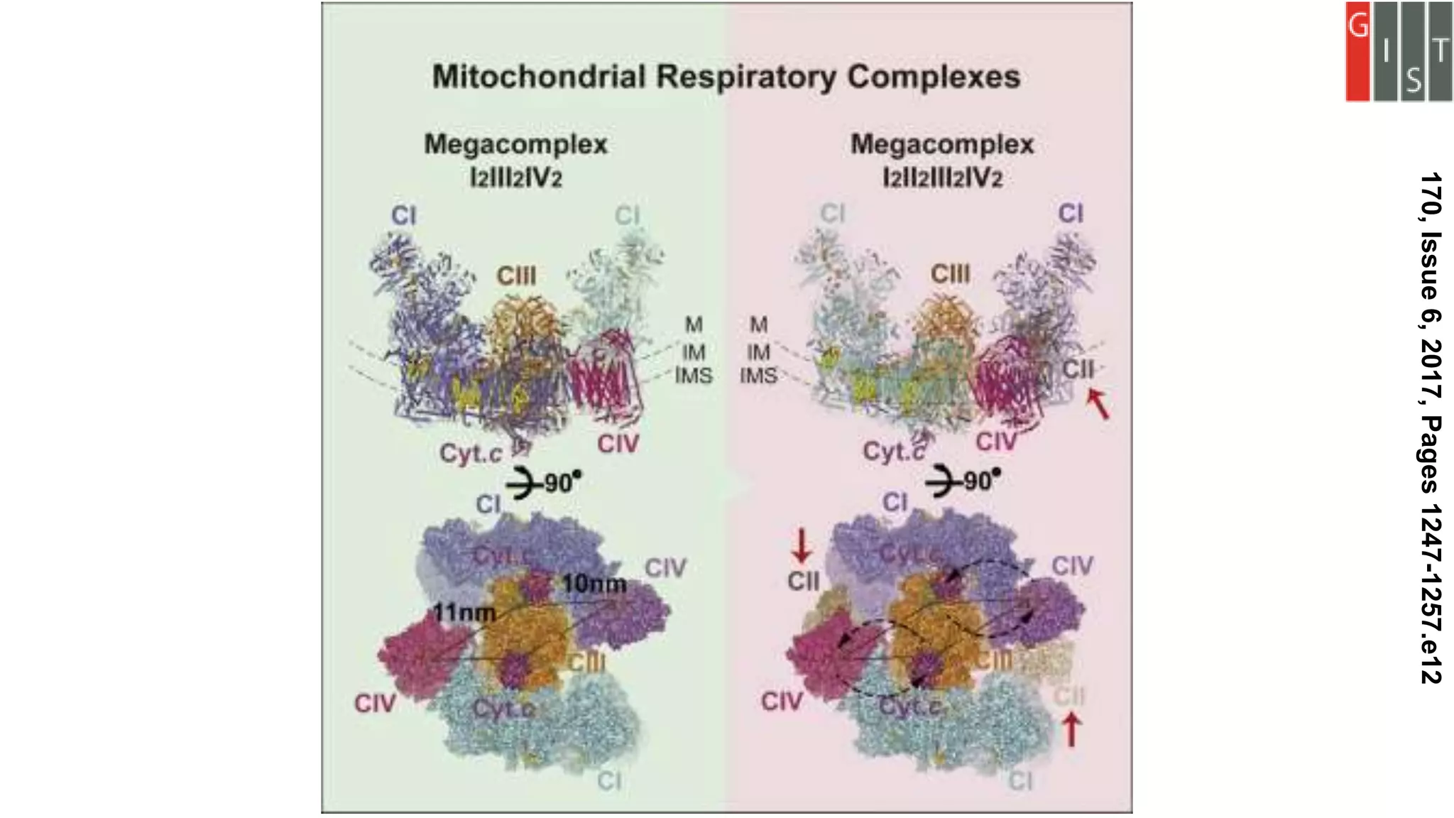 Mitochondrial Respiratory Complex | PPTX
