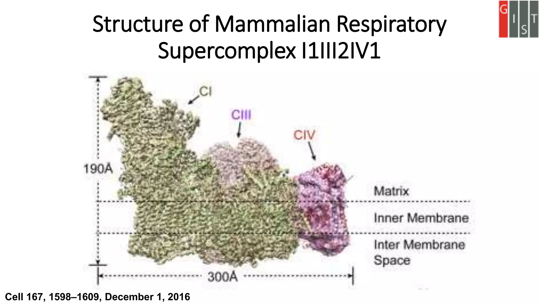 Mitochondrial Respiratory Complex | PPTX