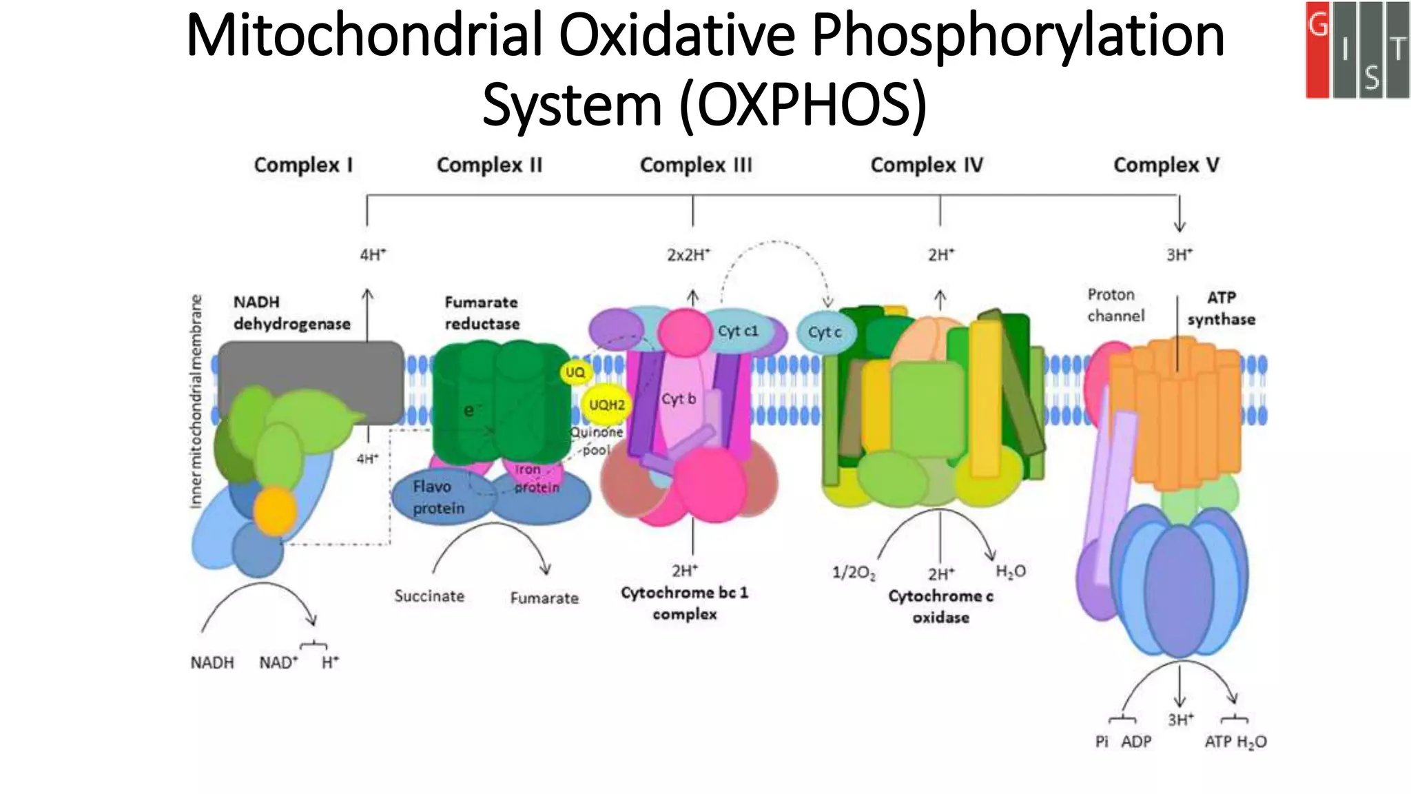 Mitochondrial Respiratory Complex | PPTX