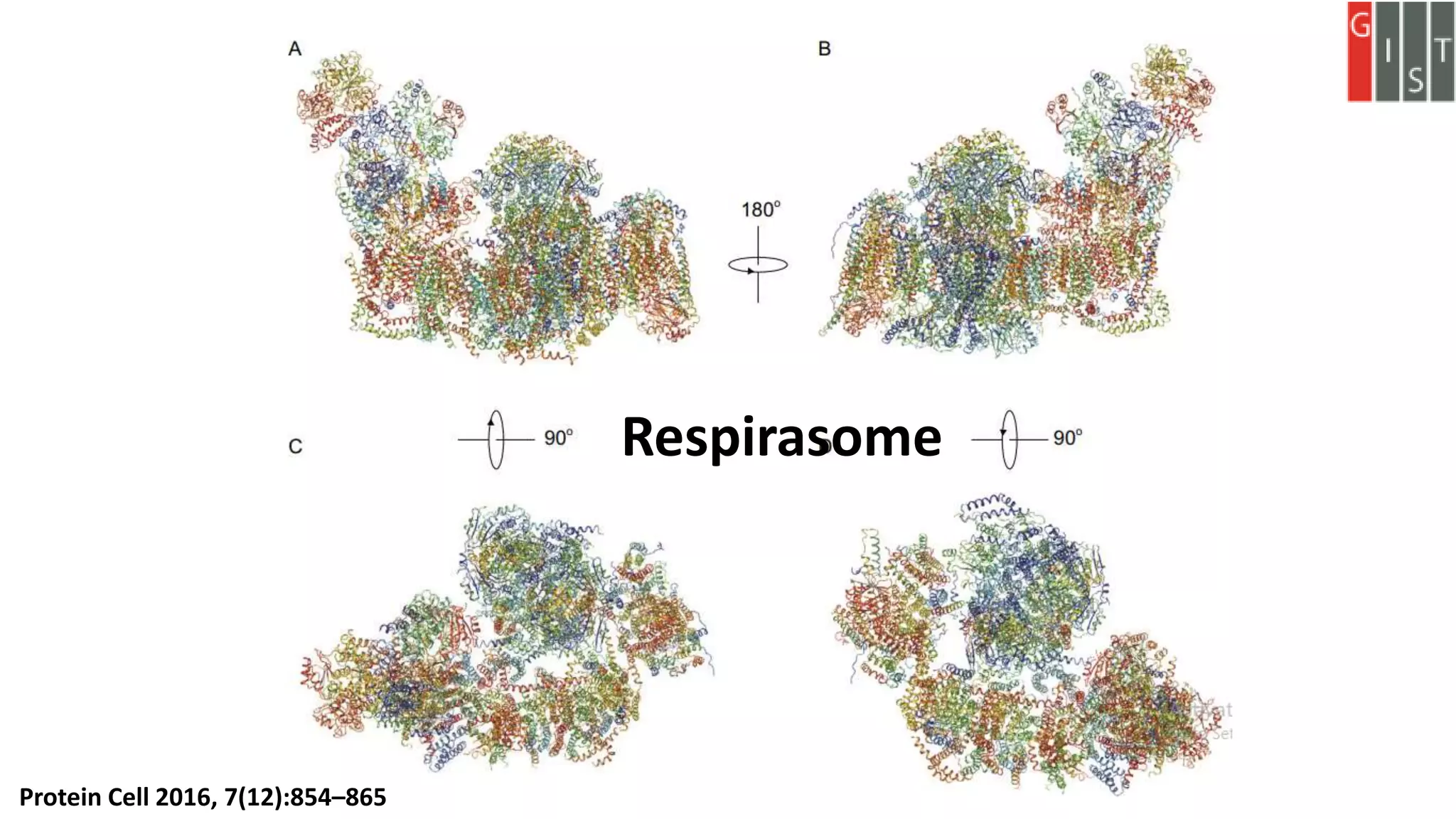 Mitochondrial Respiratory Complex | PPTX