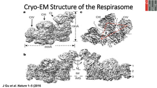 Mitochondrial Respiratory Complex | PPTX