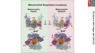 Mitochondrial Respiratory Complex | PPTX