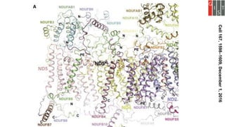 Mitochondrial Respiratory Complex | PPTX