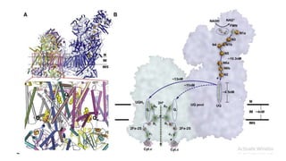 Mitochondrial Respiratory Complex | PPTX