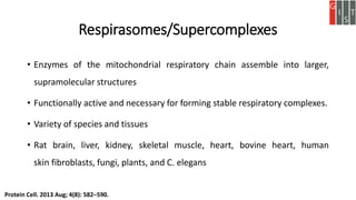 Mitochondrial Respiratory Complex | PPTX