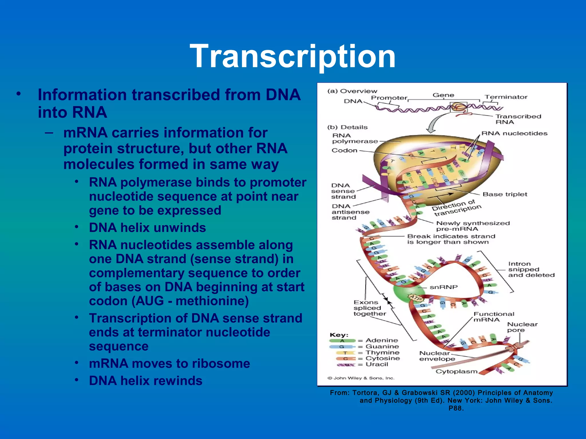 Presentation Protein Synthesis | PPT