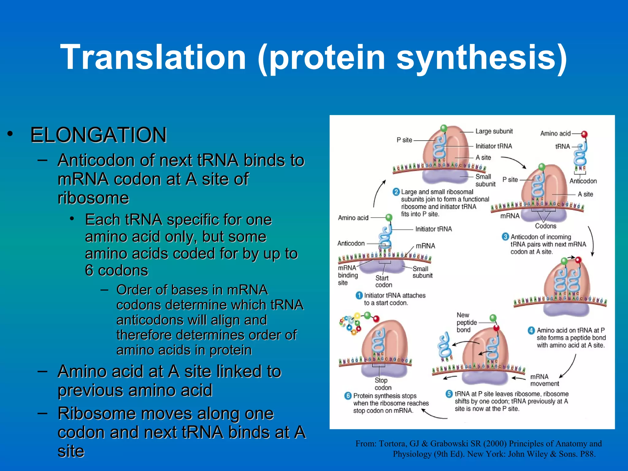 Presentation Protein Synthesis | PPT