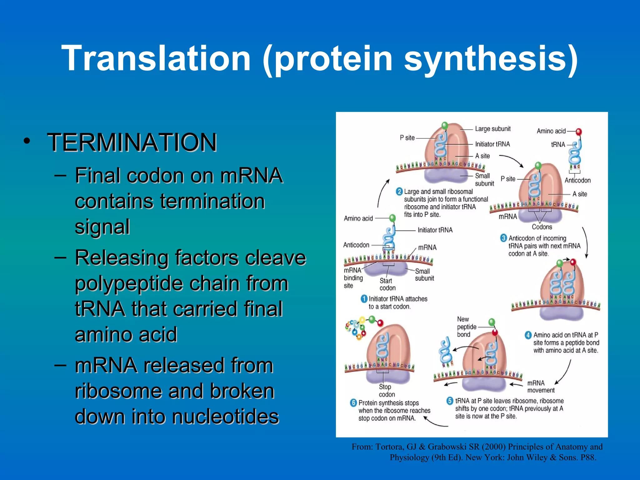 Presentation Protein Synthesis | PPT