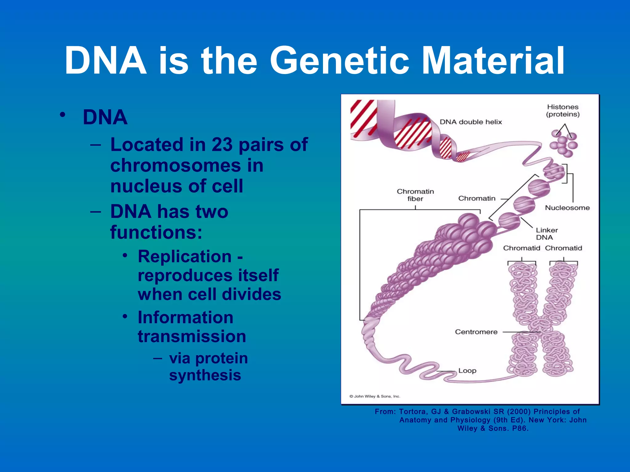 Presentation Protein Synthesis | PPT