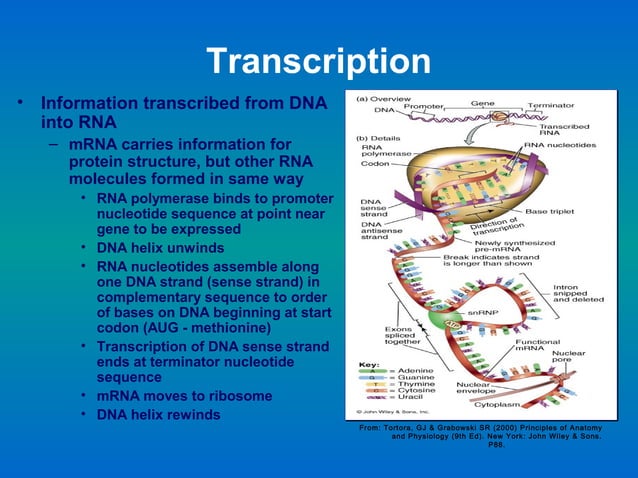 Presentation Protein Synthesis | PPT
