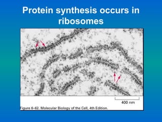 Presentation Protein Synthesis | PPT