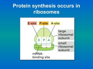 Presentation Protein Synthesis | PPT