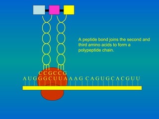 Protein Synthesis Animation
