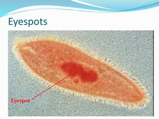Ppresentation protozoa microbiology.pptx
