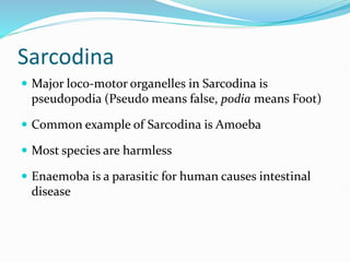 Ppresentation protozoa microbiology.pptx