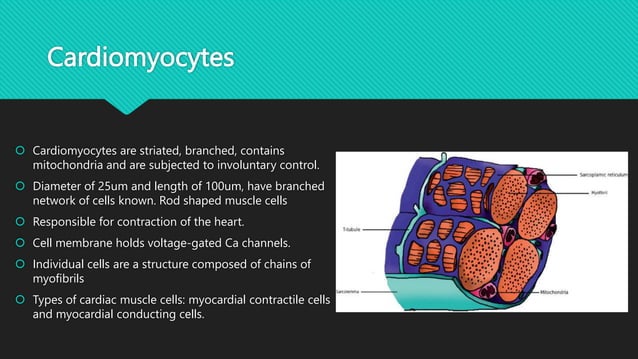 Presentation psp 1.pptx