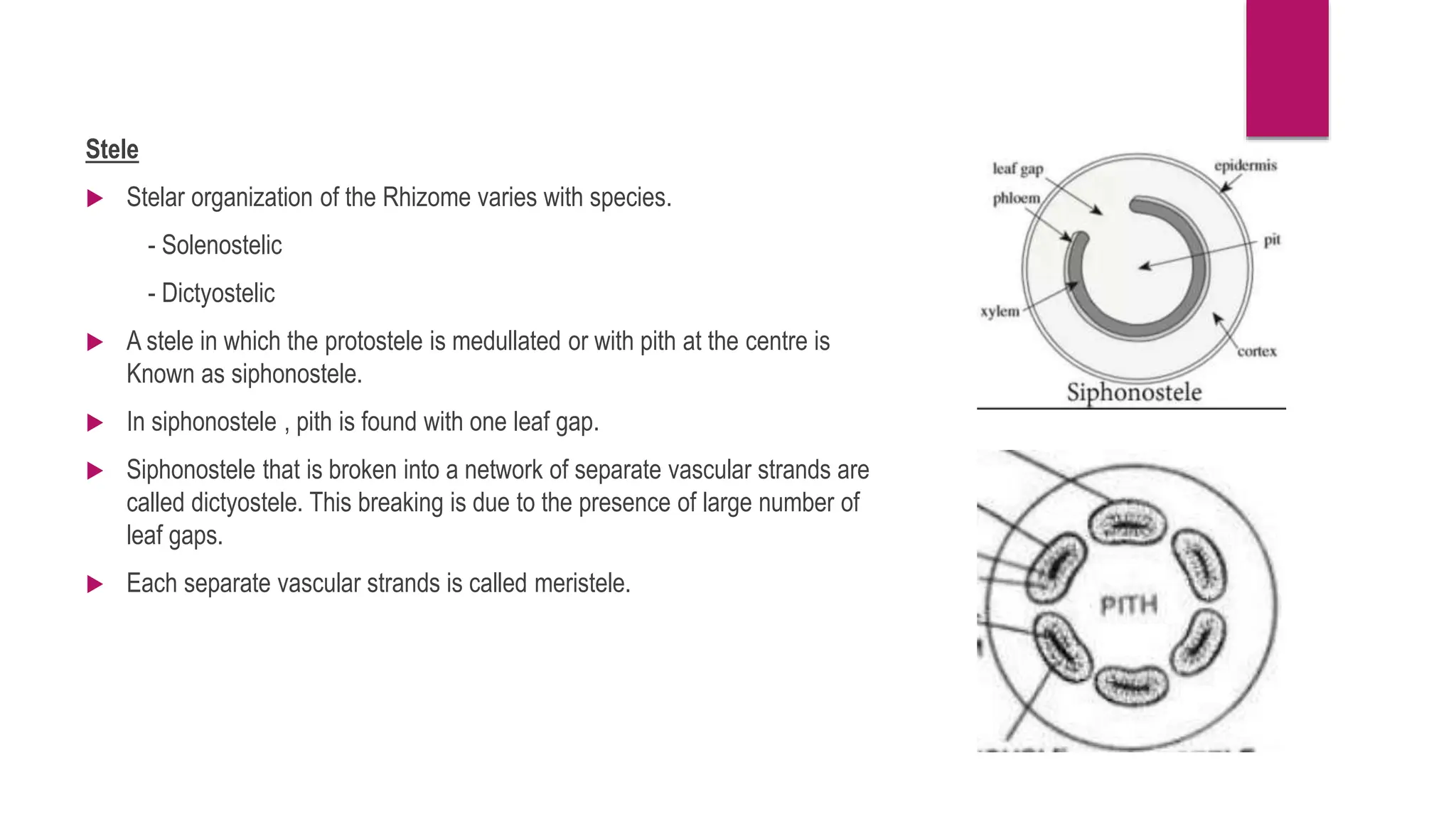 Pteris : features, anatomy, morphology and lifecycle | PPTX