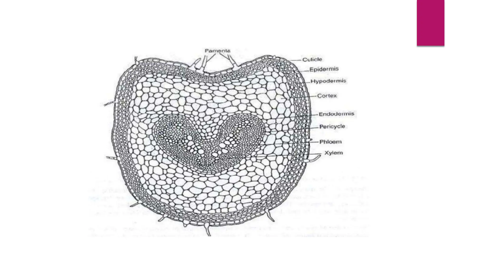Pteris : features, anatomy, morphology and lifecycle | PPTX