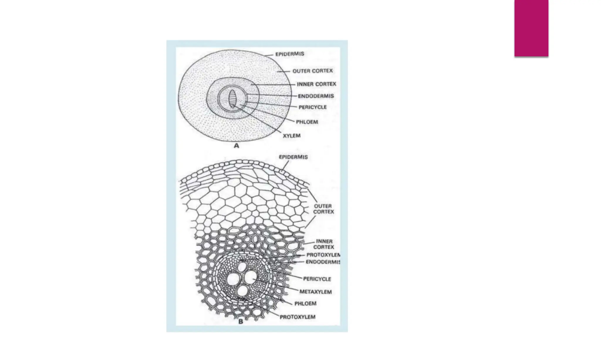 Pteris : features, anatomy, morphology and lifecycle | PPTX