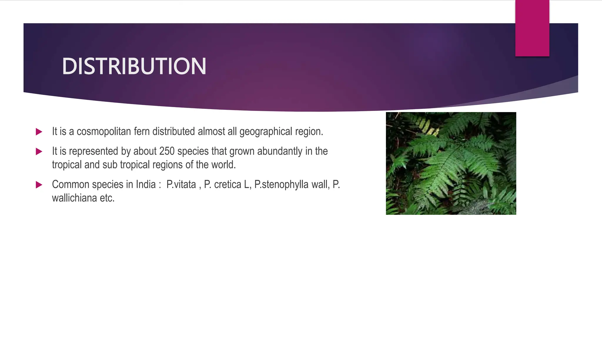 Pteris : features, anatomy, morphology and lifecycle | PPTX