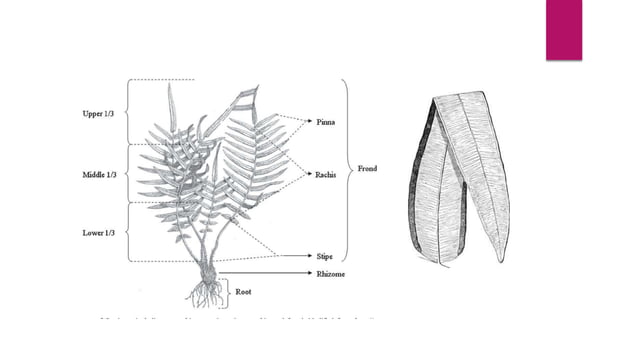 Pteris : features, anatomy, morphology and lifecycle | PPTX | Gardening ...
