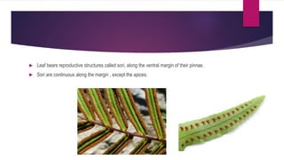 Pteris : features, anatomy, morphology and lifecycle | PPTX