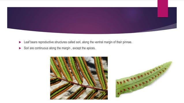 Pteris : features, anatomy, morphology and lifecycle | PPTX | Gardening ...