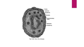 Pteris : features, anatomy, morphology and lifecycle | PPTX